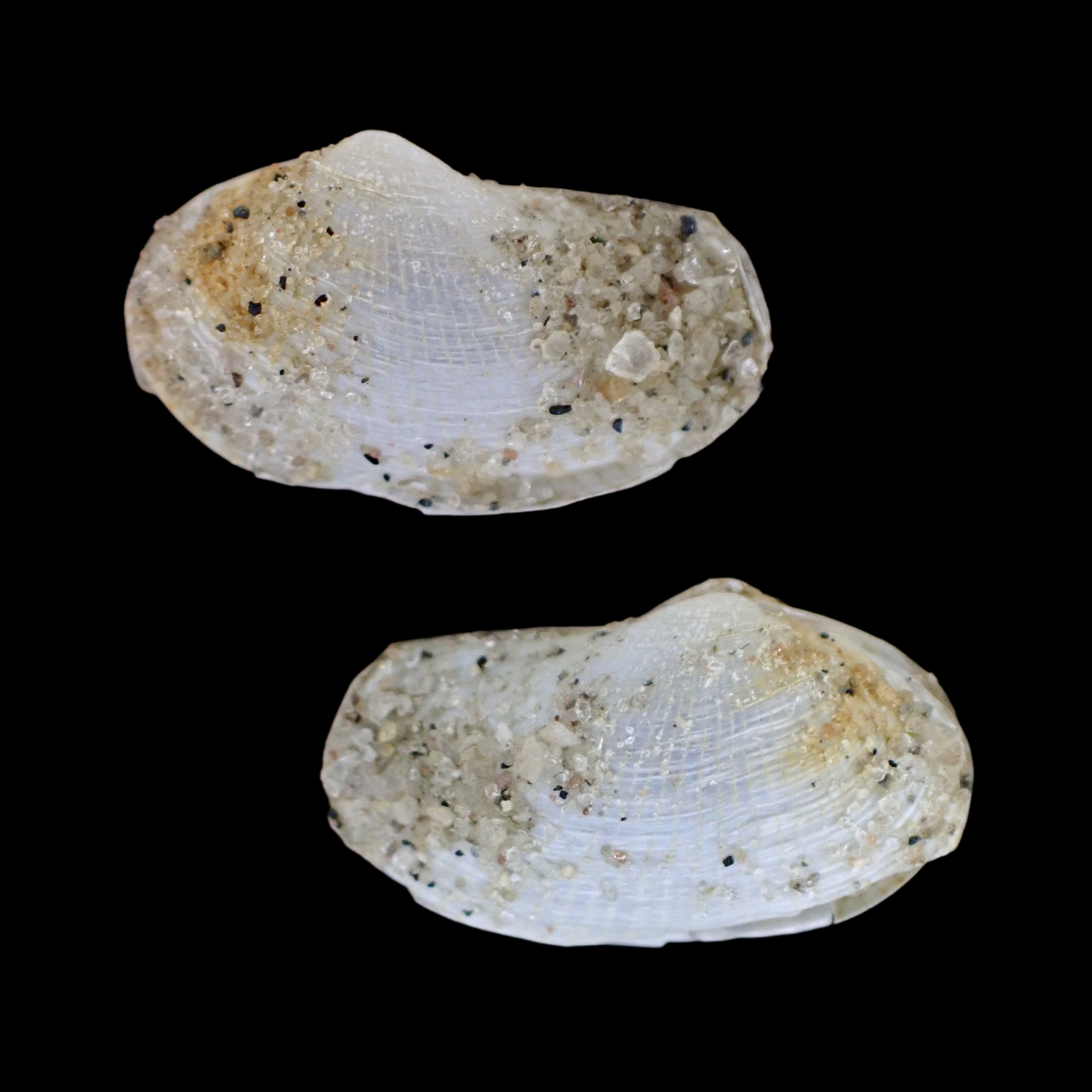 Lyonsia hyalina (Conrad, 1831)