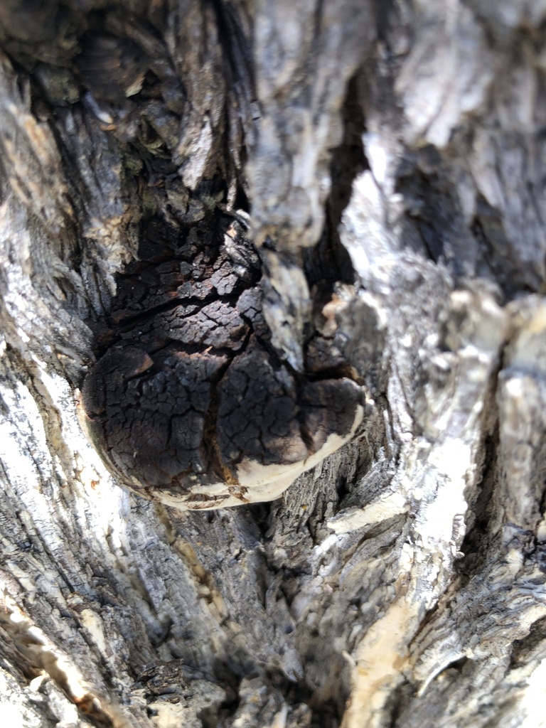 Fomitiporia deserticola from Prescott National Forest, Clarkdale, AZ ...