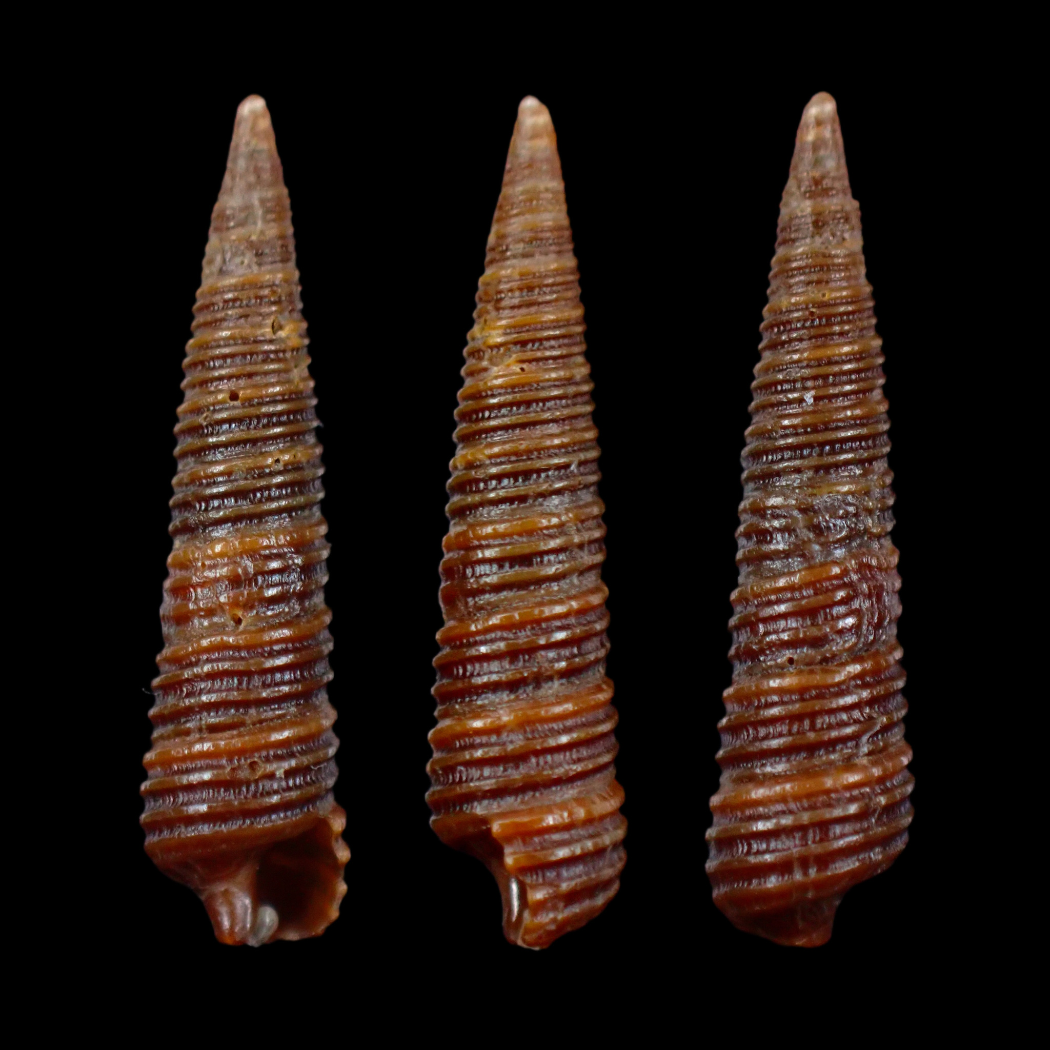 Seila adamsii (H.C.Lea, 1845)