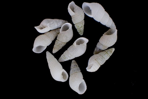 Half-smooth Odostome (Boonea seminuda) · iNaturalist United Kingdom