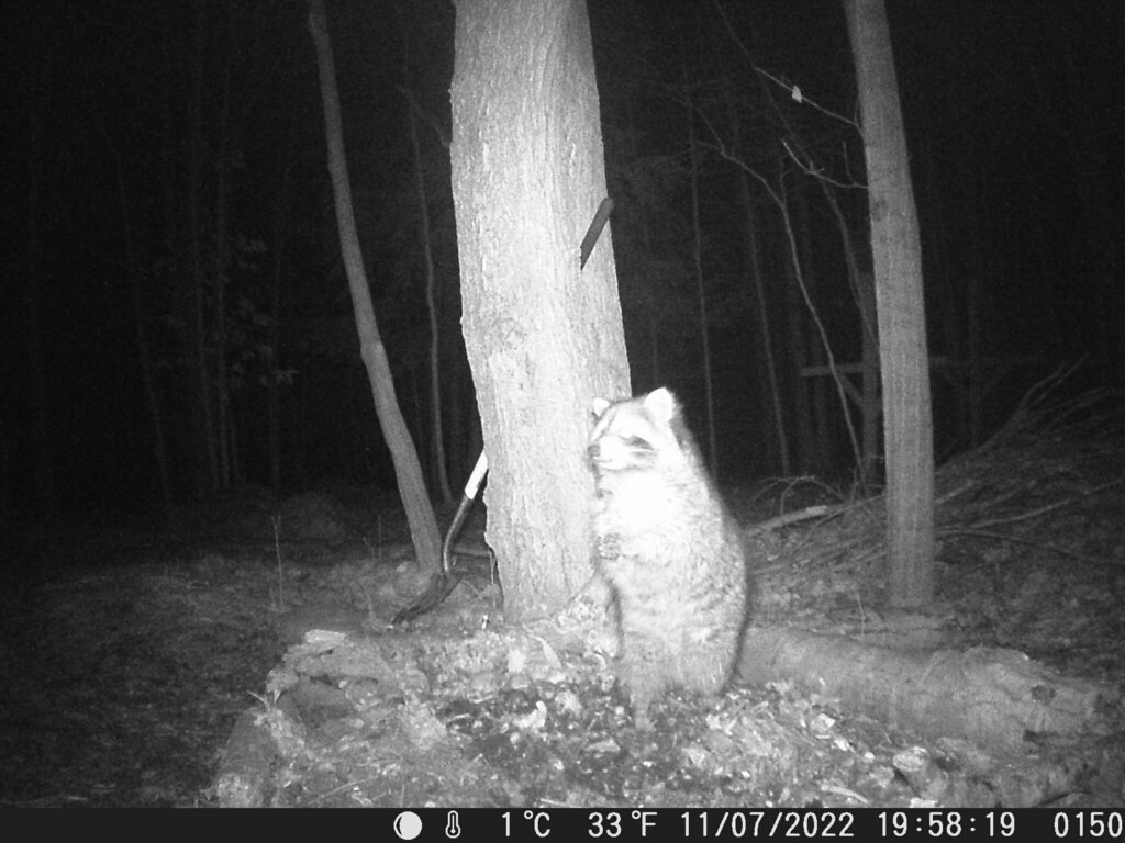 Common Raccoon from Isabella County, MI, USA on March 20, 2023 at 07:58 ...