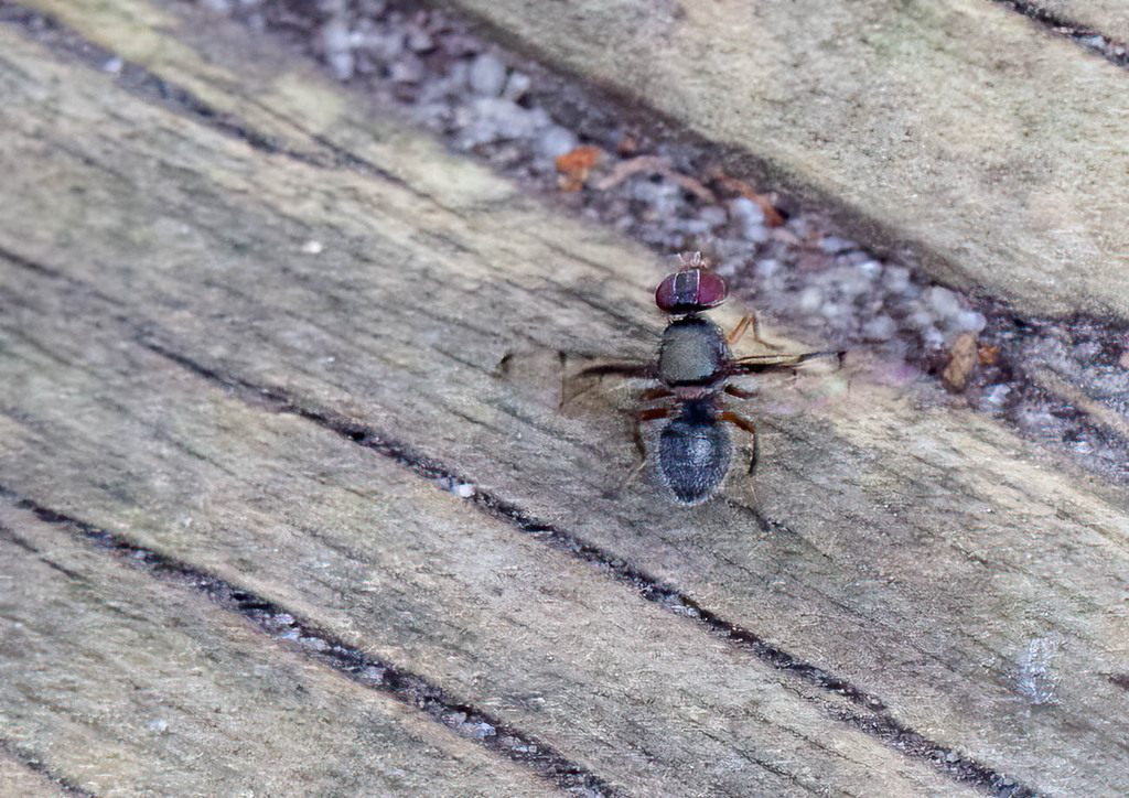 Boatman Fly from Main Ridge VIC 3928, Australia on March 26, 2023 at 02 ...
