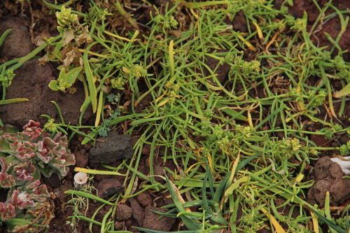 Beta patula · iNaturalist Ecuador