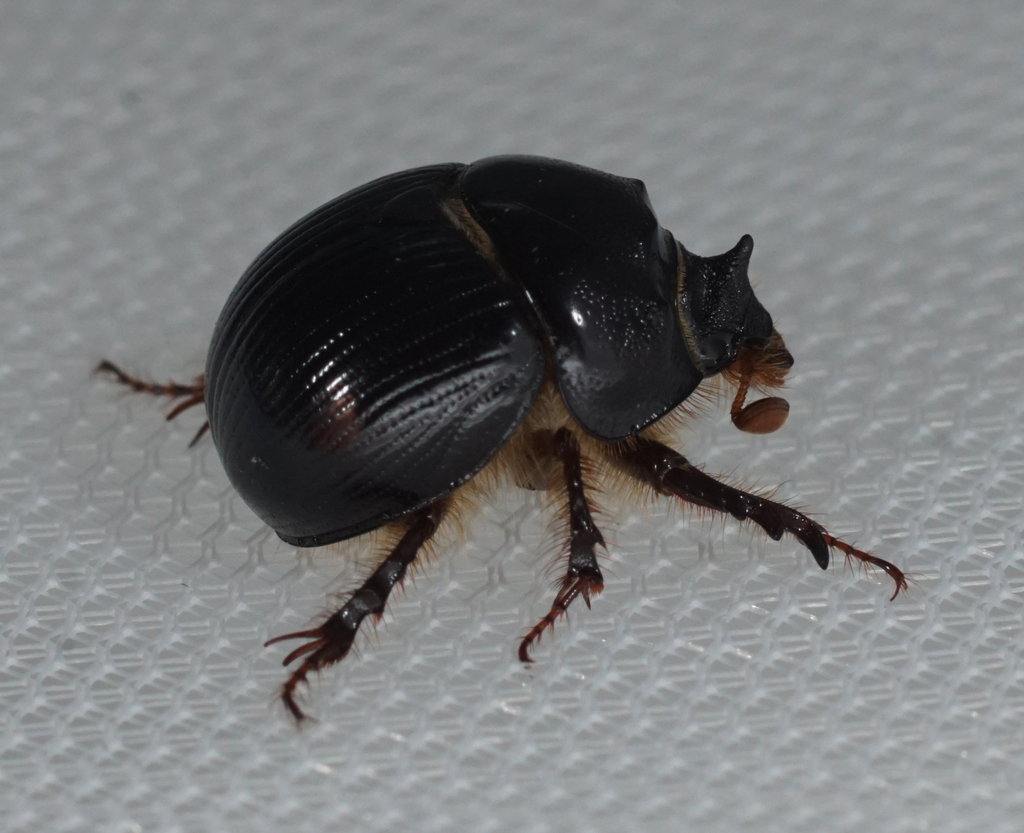 Bolbelasmus gallicus from 8650 Sagres, Portugal on February 16, 2023 by ...