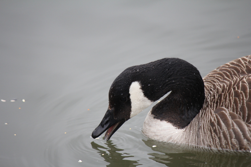 Canada Goose from Waterloo, ON, Canada on March 27, 2023 at 04:34 PM by ...