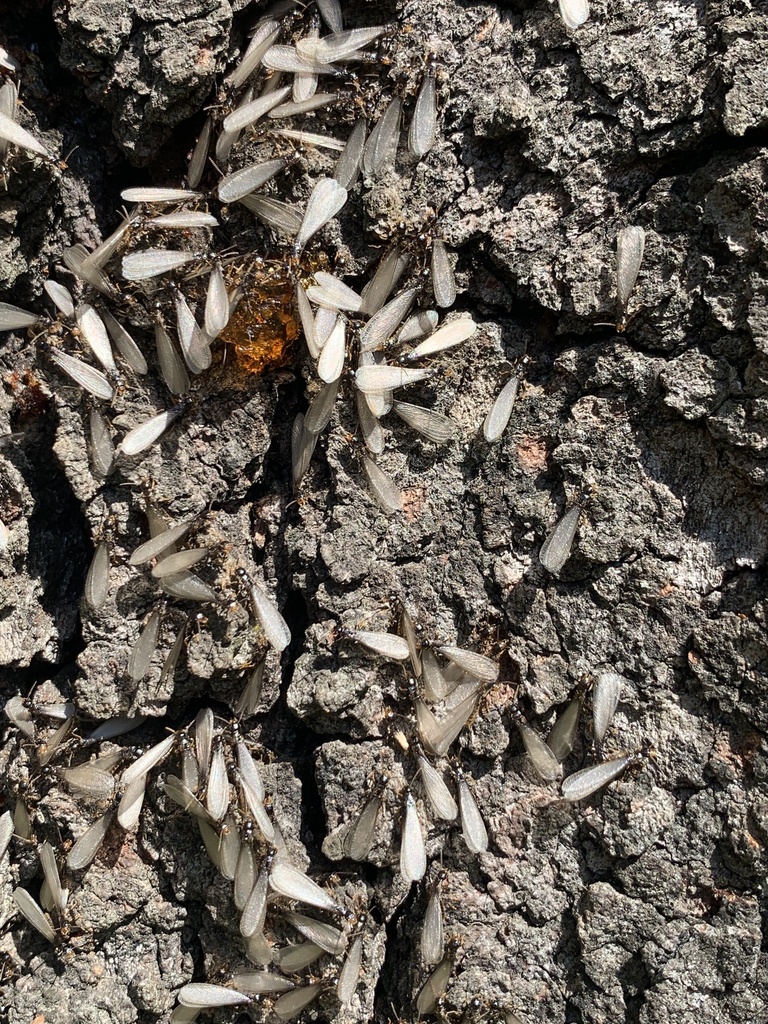 Eastern Subterranean Termite from United Ave SE, Atlanta, GA, US on ...