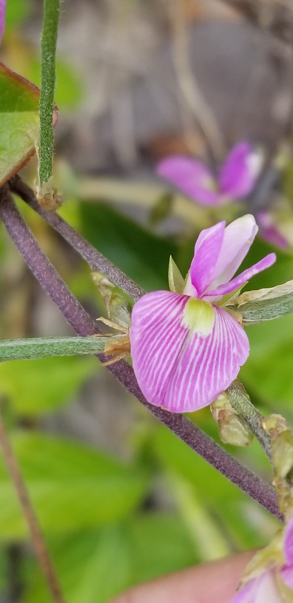 Galactia striata (Jacq.) Urb.