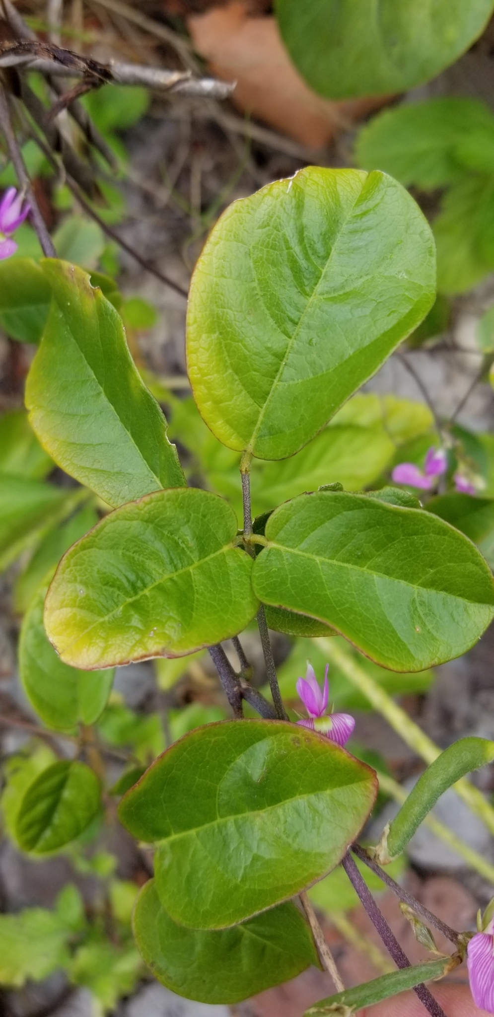 Galactia striata (Jacq.) Urb.