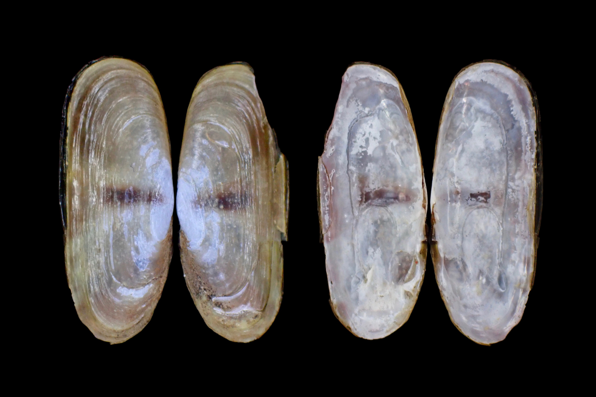 Tagelus divisus (Spengler, 1794)