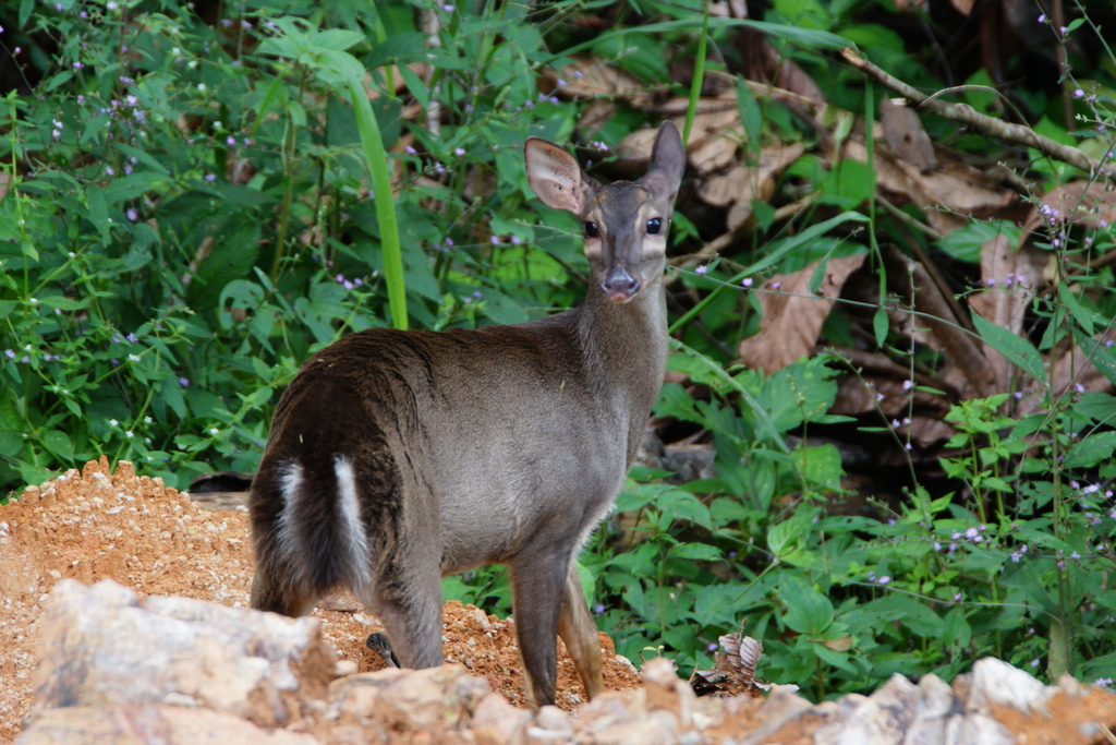 Amazonian Brown Brocket (Mazama nemorivaga) - Know Your Mammals