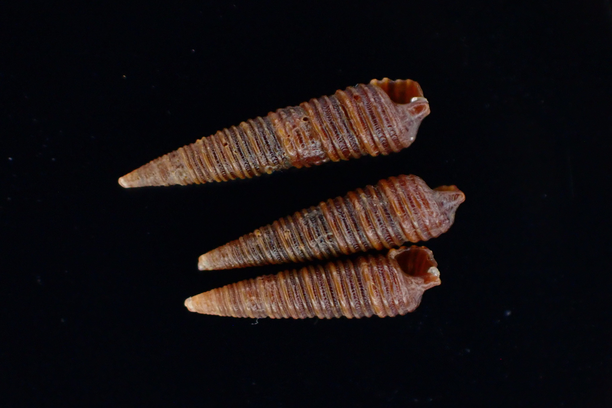 Seila adamsii (H.C.Lea, 1845)