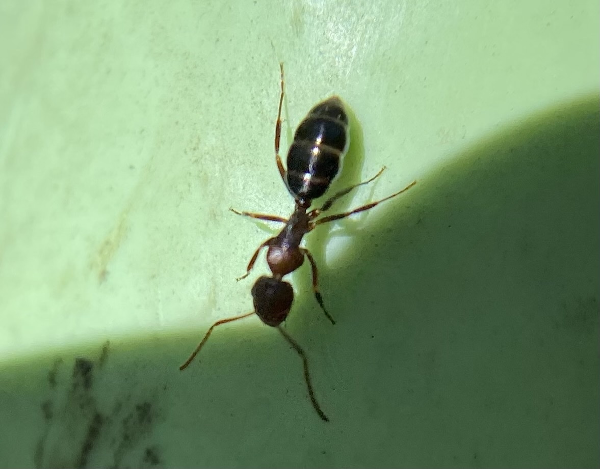 Camponotus hyatti Emery, 1893
