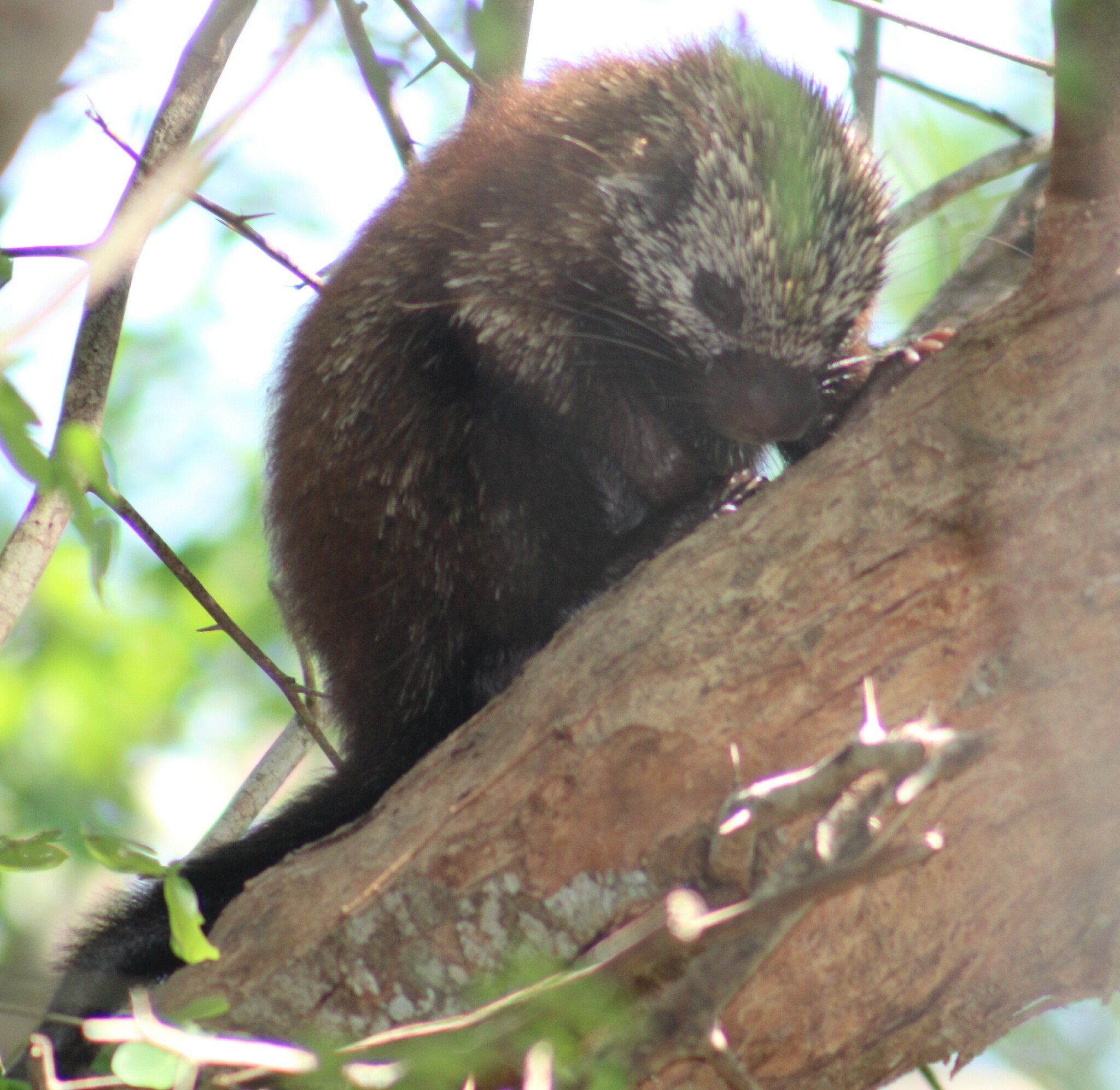 Sphiggurus mexicanus (Kerr, 1792)