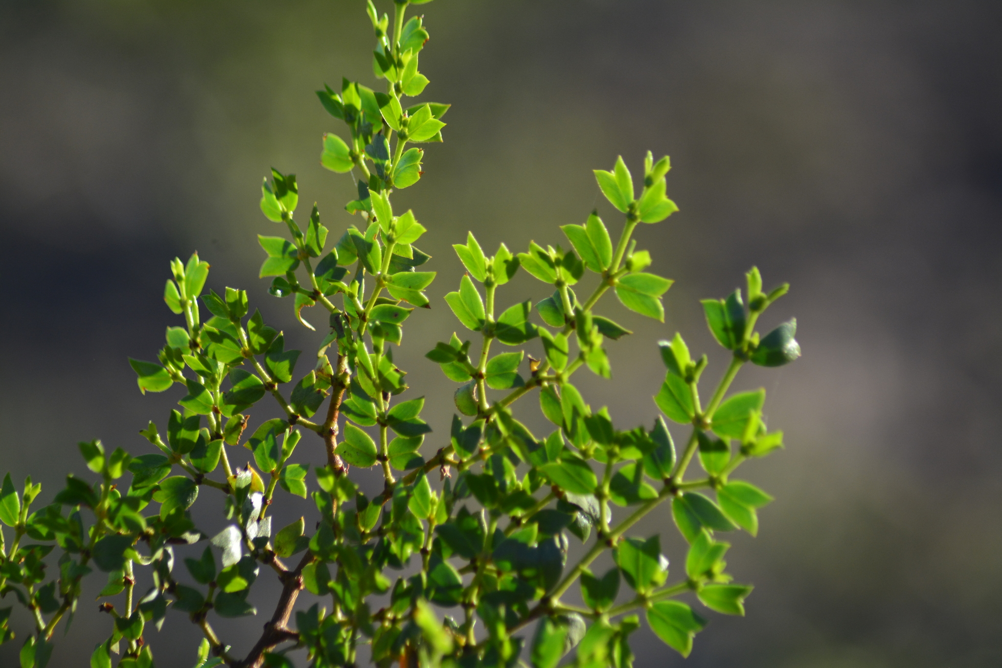 Larrea cuneifolia Cav.