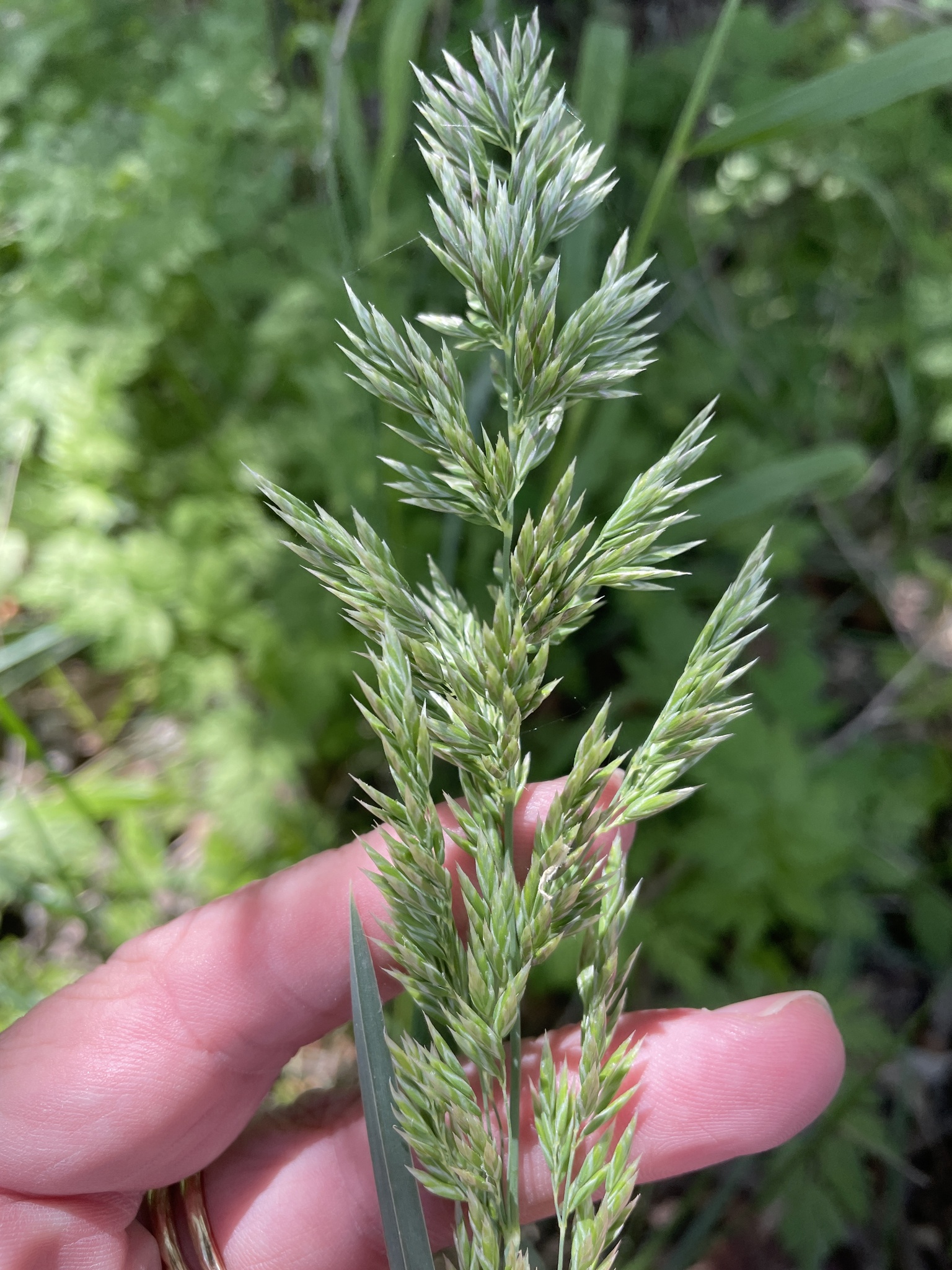 Poa arachnifera Torr.