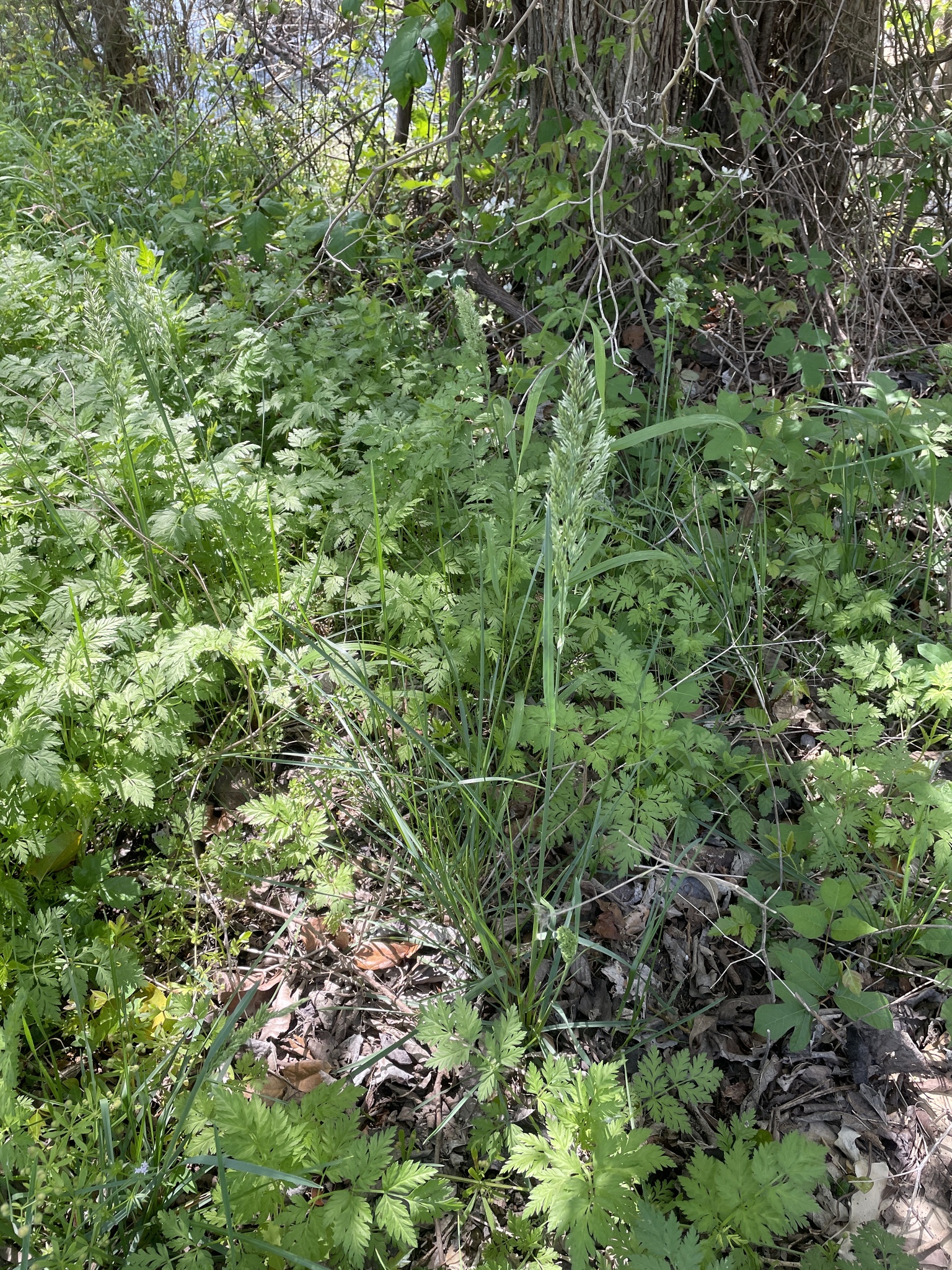 Poa arachnifera Torr.