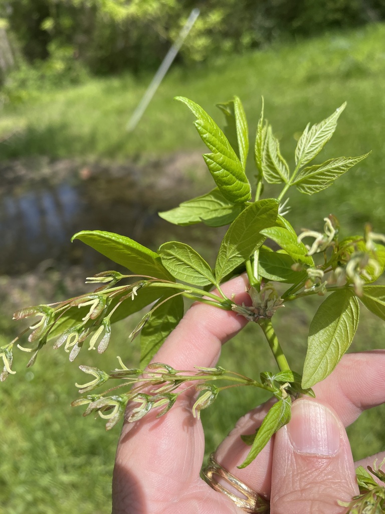 box elder from Kachina Prairie Park, Ennis, TX, US on March 27, 2023 at ...
