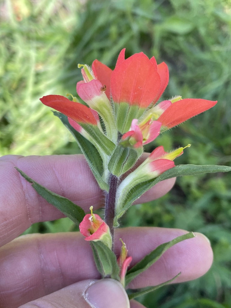 Texas Paintbrush from Lake Clark, Ennis, TX, US on March 27, 2023 at 02 ...