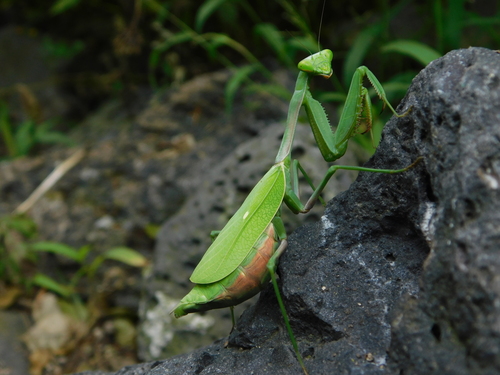 Mountain Mantis (Mantises of North America) · iNaturalist
