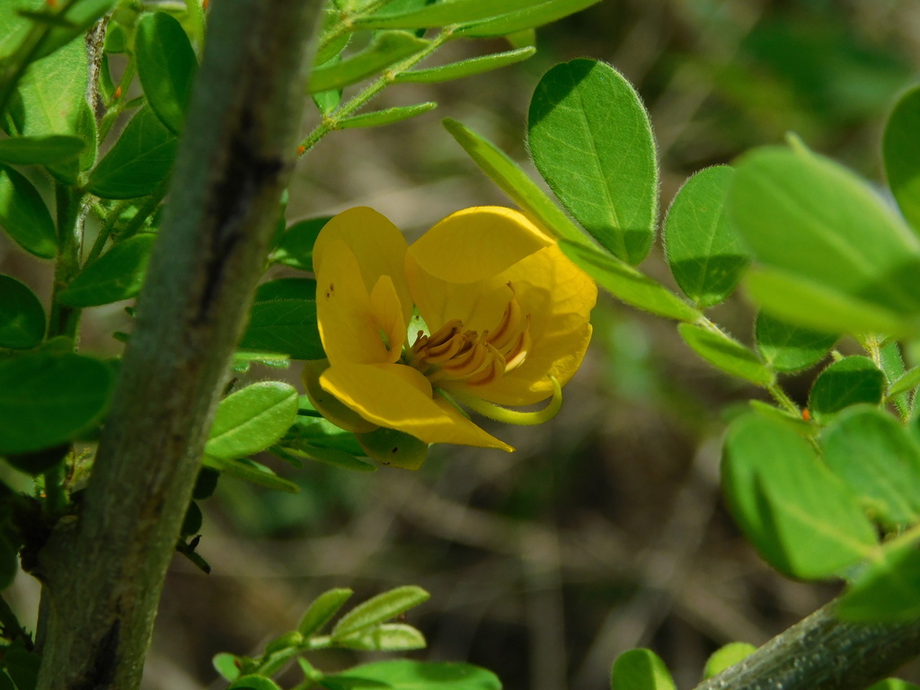 American Sicklepod from Temozón, Yuc., México on March 27, 2023 at 09: ...