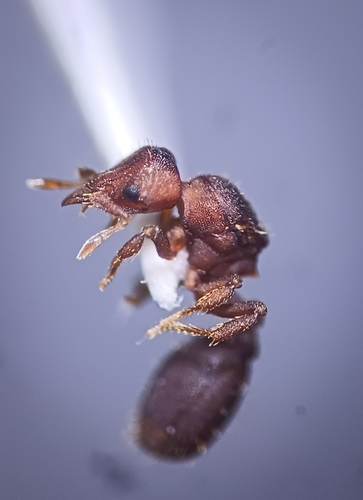 Octostruma rugifera · iNaturalist