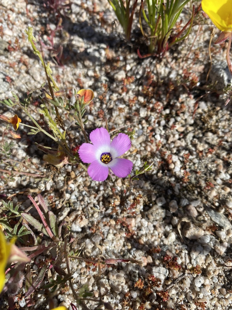 fringed linanthus from Highland, CA, US on March 27, 2023 at 03:55 PM ...