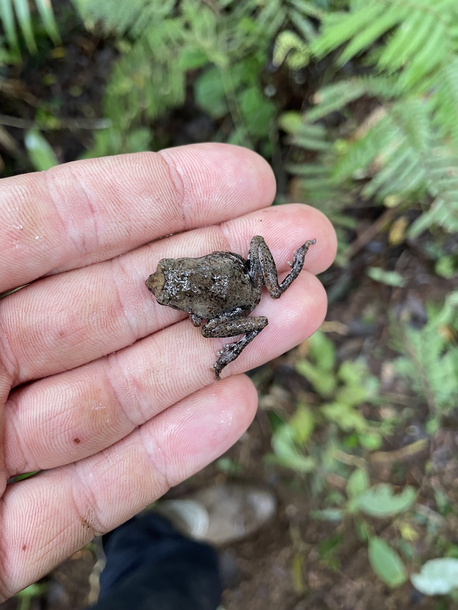 Leptobrachium hasseltii Tschudi, 1838