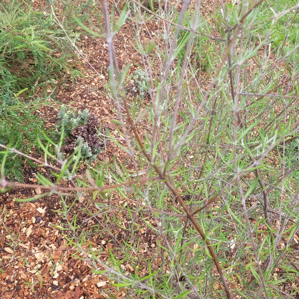 Olearia lineata 'dartonii' in March 2023 by Julia Palmer · iNaturalist