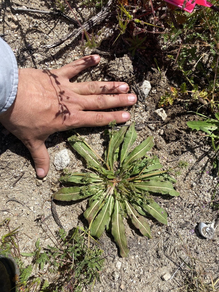 parry's spineflower in March 2023 by Aaron Echols · iNaturalist
