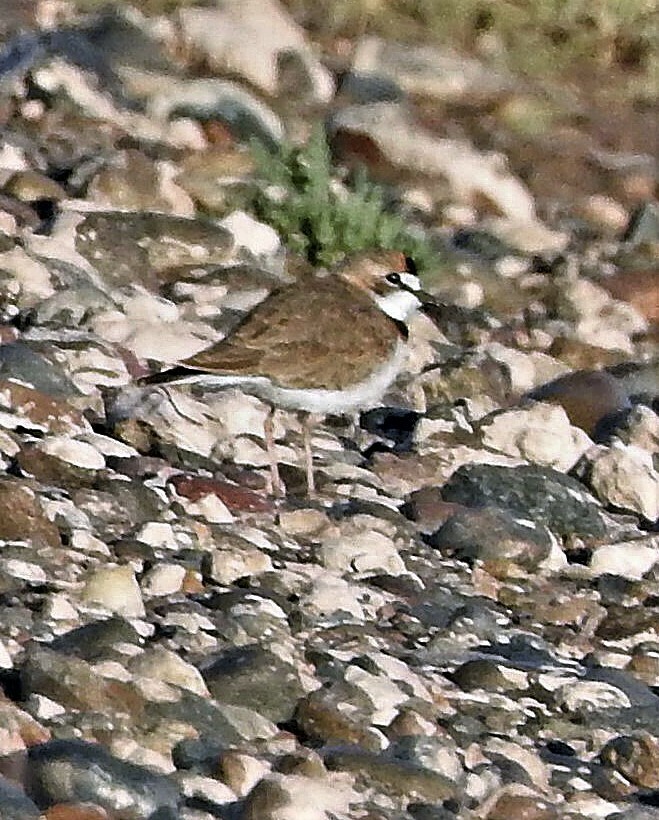 Collared Plover from Conesa, Río Negro, Argentina on February 15, 2020 ...