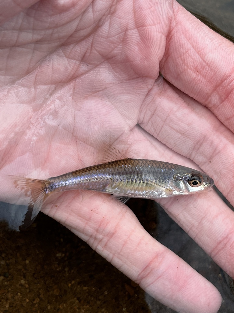 Mimic shiner from Sugarland Run, Sterling, VA, US on March 27, 2023 at ...