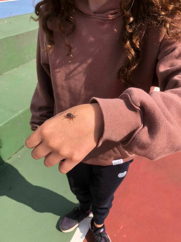 Winged and Once-winged Insects from La Calera, Cundinamarca, Colombia ...