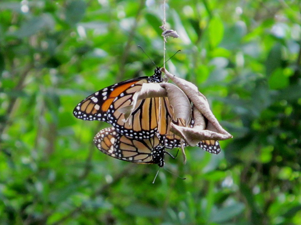 Monarch from Miami-Dade County, FL, USA on January 31, 2015 at 01:27 PM ...