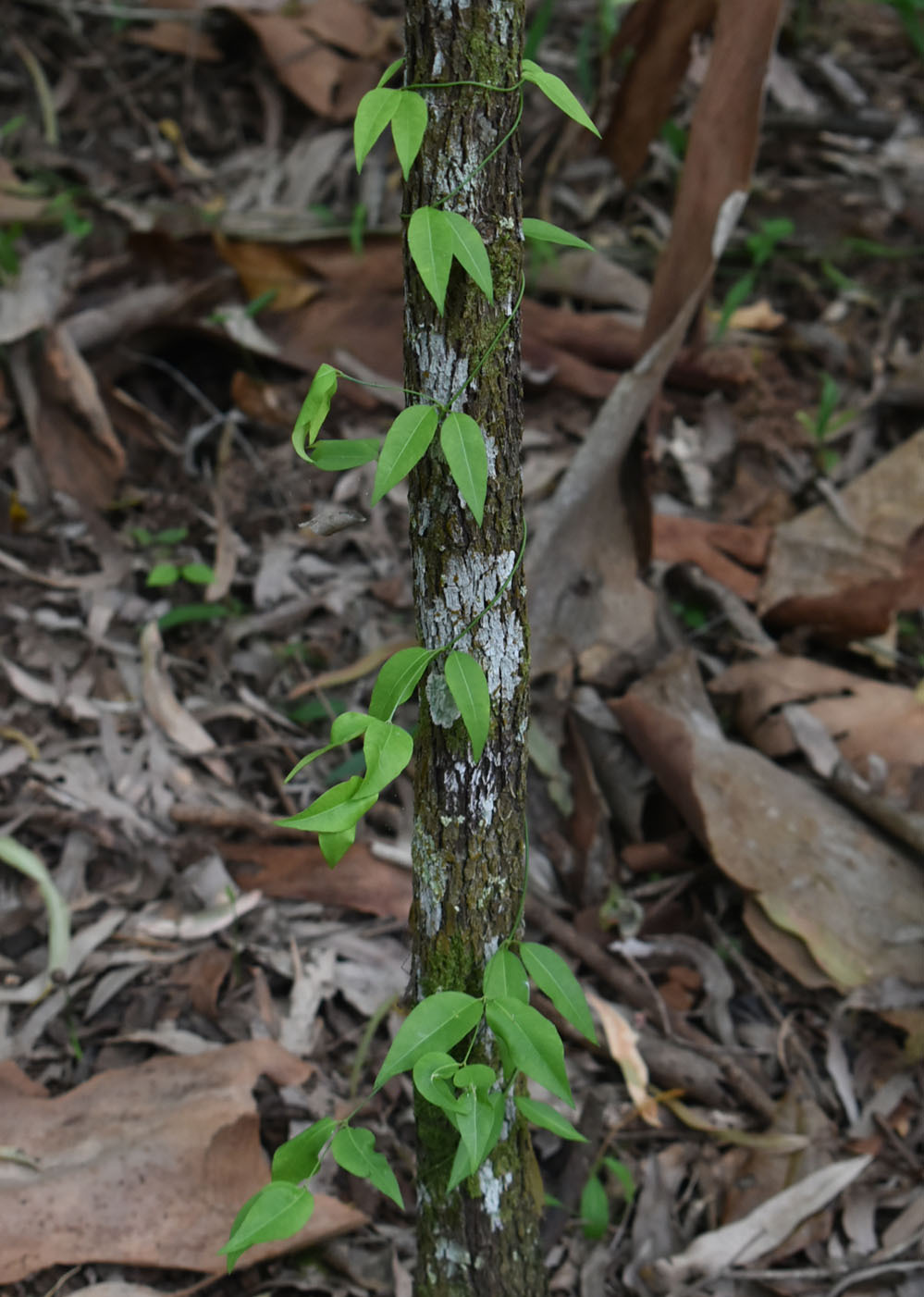 Secamone elliptica R.Br.