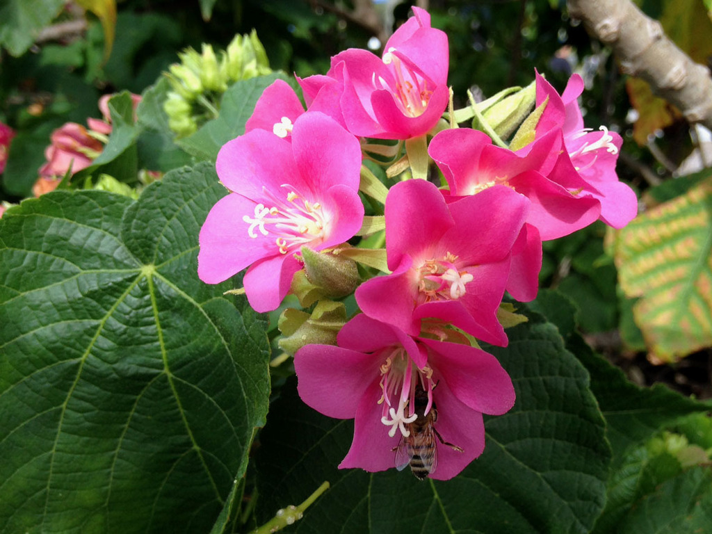 Dombeya from Westview, FL, USA on February 7, 2015 at 02:49 PM by Livan ...