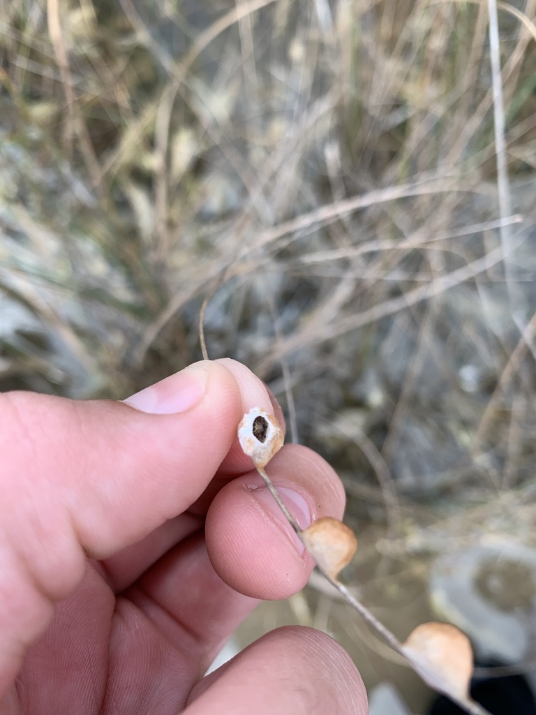 Jumping Spiders from Everglades National Park, Homestead, FL, US on ...