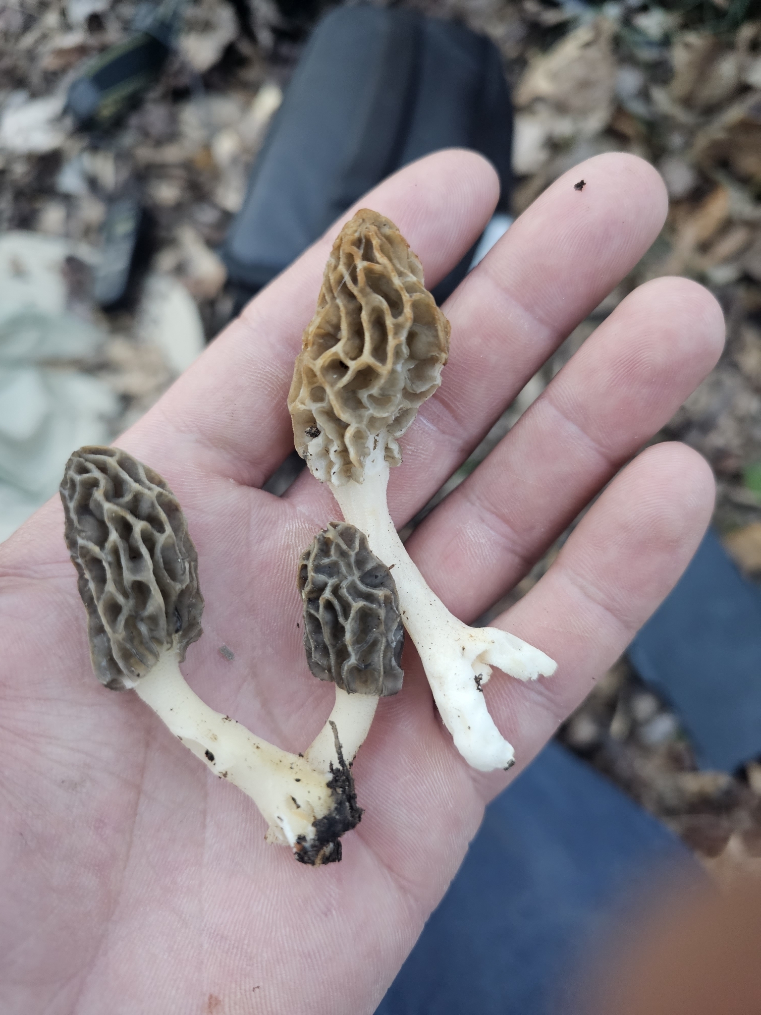 Morchella diminutiva M.Kuo, Dewsbury, Moncalvo & S.L.Stephenson