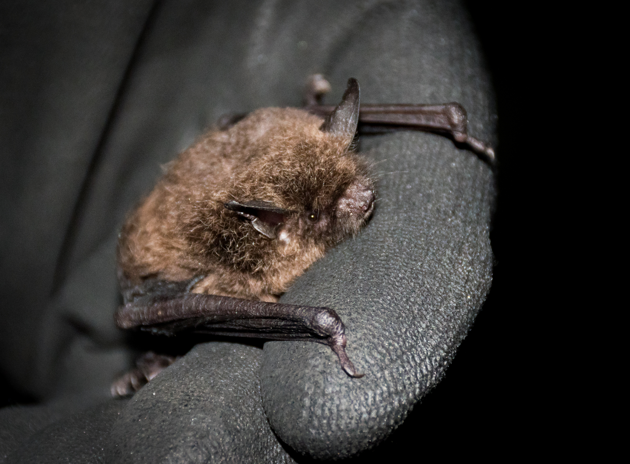 Myotis chiloensis (Waterhouse, 1840)