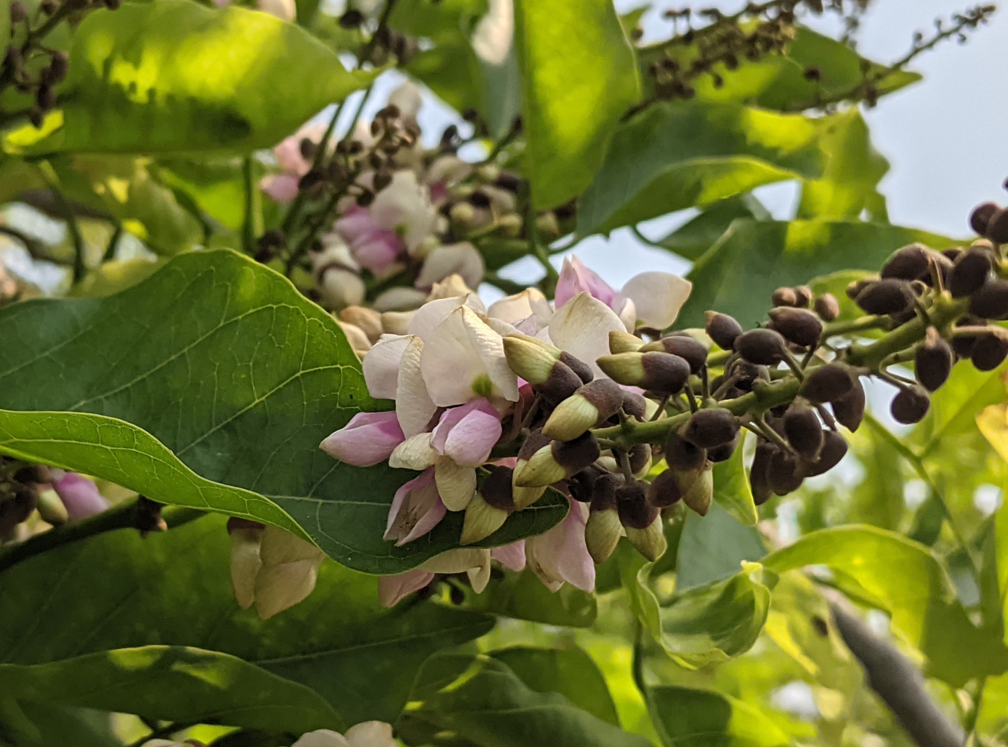 Pongamia pinnata (L.) Pierre