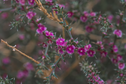 Prickly Russian Thistle (MEA Native Garden) · iNaturalist