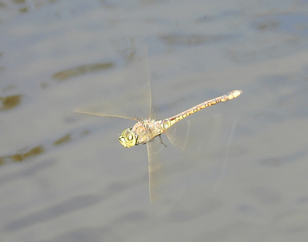 Australian Emperor from Dam, Dam Rd, Bunyaville Conservation Park ...