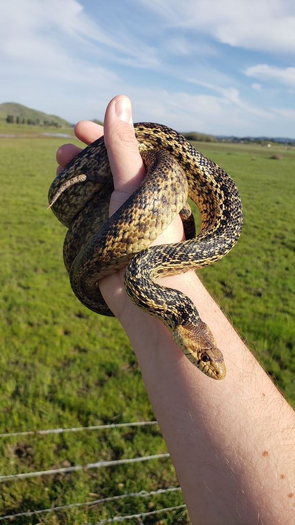 Gopher Snake in March 2023 by Isaac Capp. Beauty!! · iNaturalist