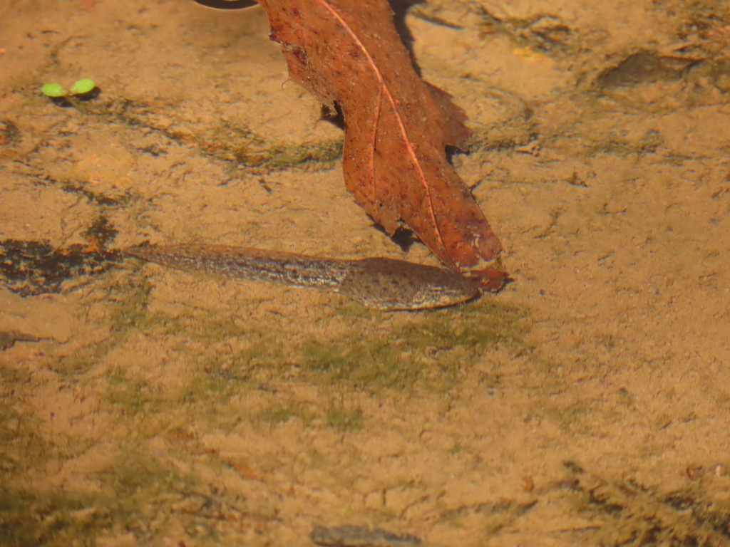 Green Frog from Piscataway, NJ 08854, USA on March 27, 2023 at 09:55 AM ...