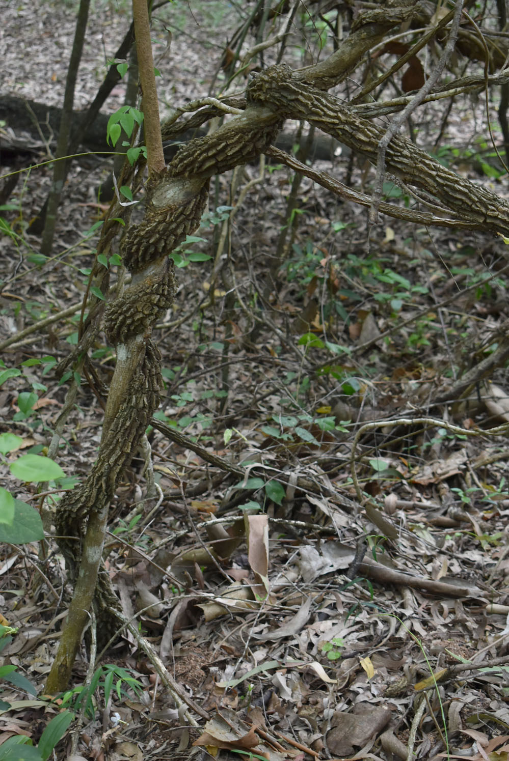 Secamone elliptica R.Br.