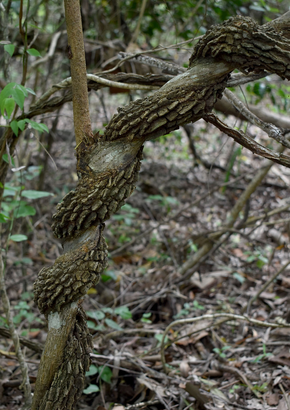 Secamone elliptica R.Br.