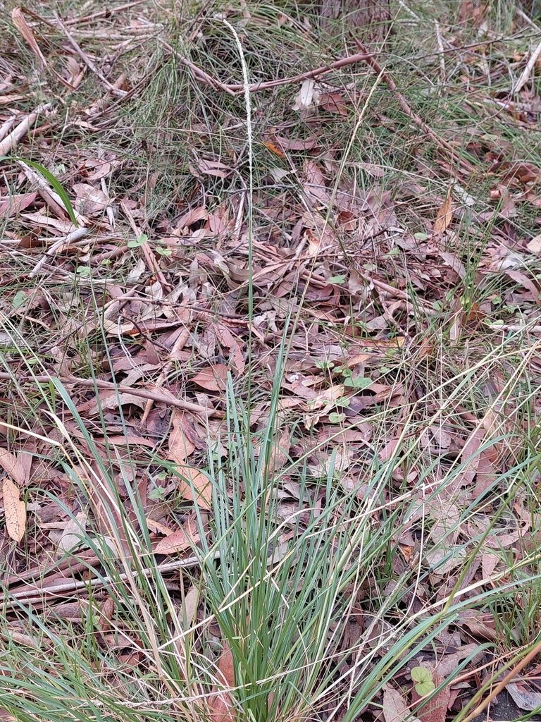 Parramatta Grass from Pennant Hills NSW 2120, Australia on March 28 ...