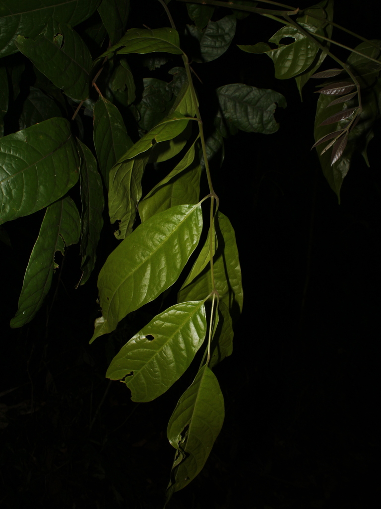 Dacryodes talamancensis from Coto Brus, CR-PU, CR on January 25, 2023 ...