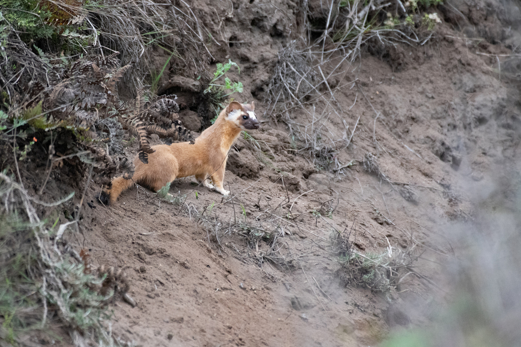 Long-tailed Weasel from Abbotts Lagoon, California 94937, USA on ...