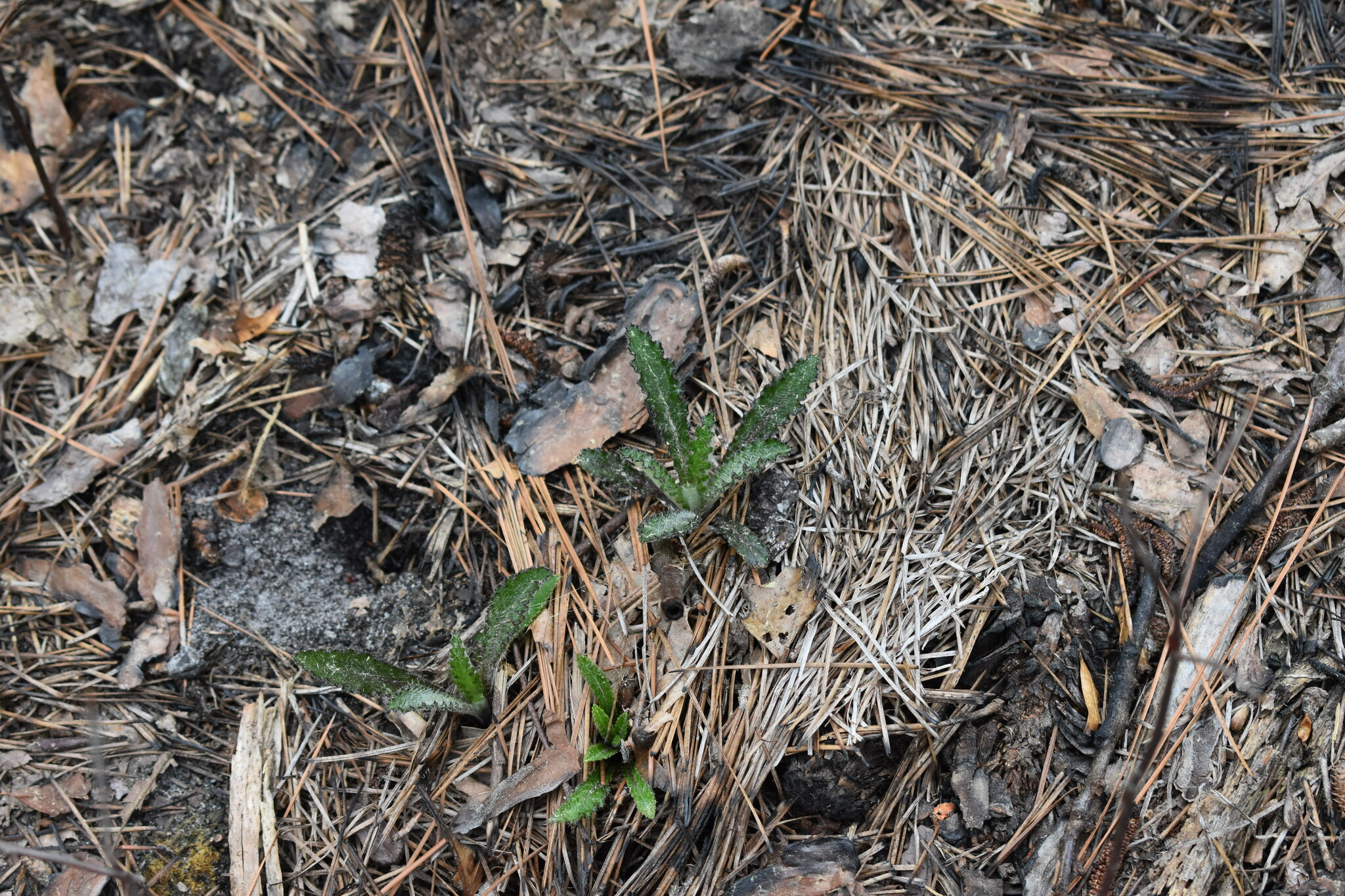 Cirsium repandum Michx.