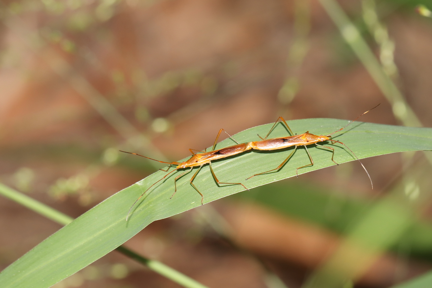 Leptocorisa acuta (Thunberg, 1783)